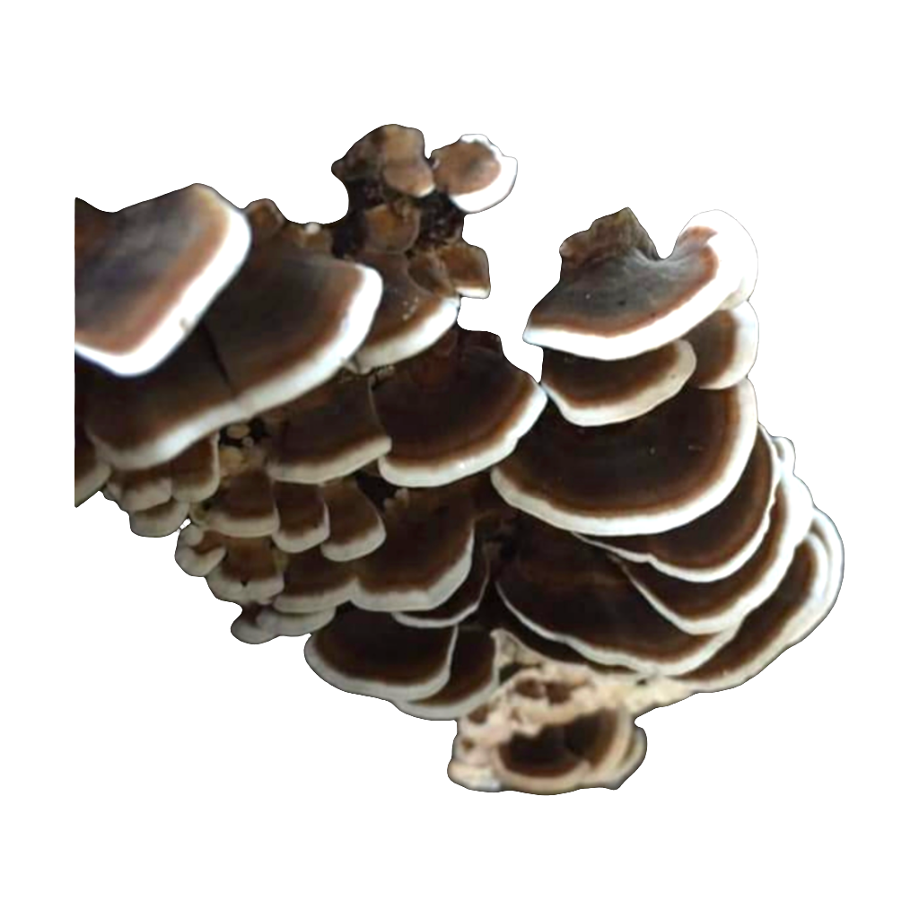 Turkey Tail grow kit – Ichikolowa Mushrooms